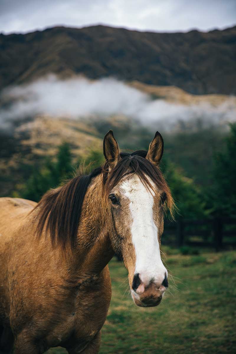 Horse Riding - Mahu Whenua